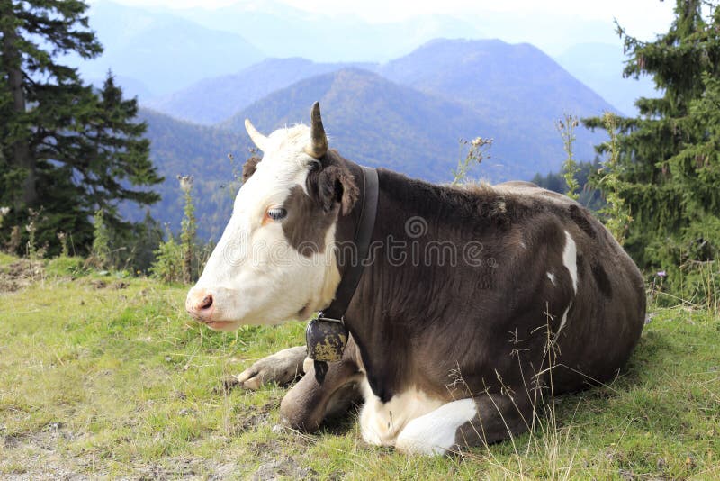 561 Lazy Cow Stock Photos - Free & Royalty-Free Stock Photos from ...