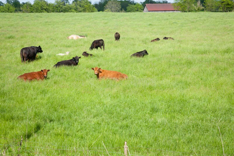 Lazy Cows stock image. Image of cows, bovine, cattle - 39964755