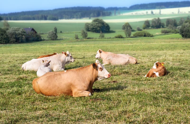 Two Lazy Cows Sleeping in the Grass Stock Image - Image of outdoors ...