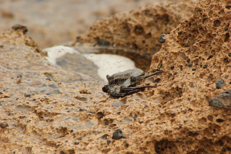 Crab& x27;s eyes stock image. Image of ocean, eyes - 117835853