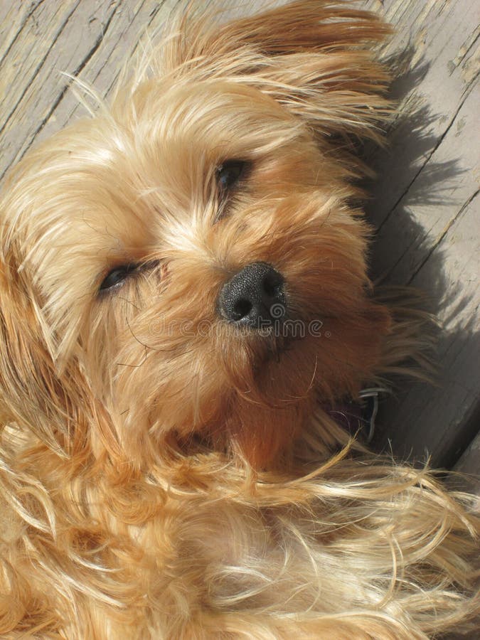 Lazy Cute Dog :D stock image. Image of lazy, yorkie, spice - 37676685