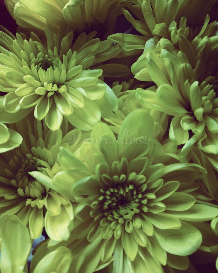 Lazy daisy stock photo. Image of lazy, bloom, flowers - 141190760