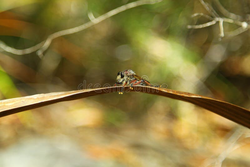 Lazy day stock image. Image of park, leaf, forest, sightseeing - 92068289