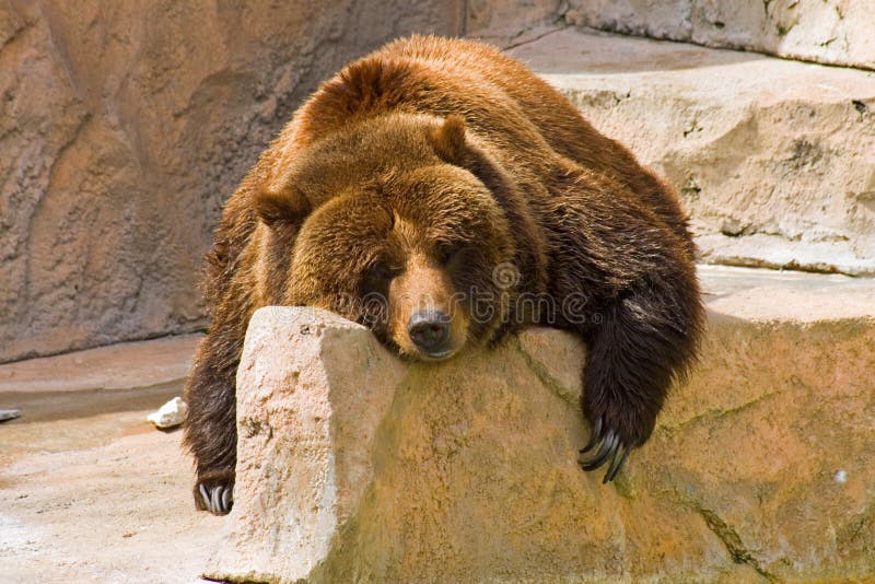 Lazy Day at the Zoo stock photo. Image of soft, cute, grizzly - 3364698