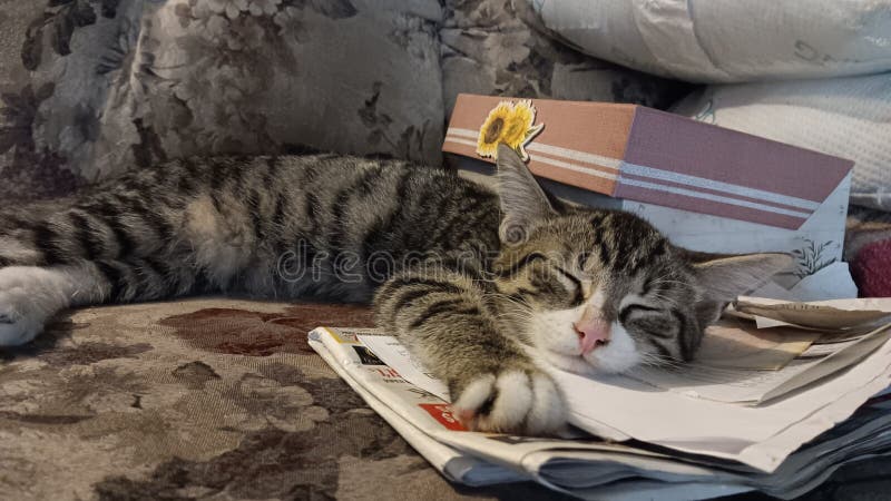 Those Lazy Days Though. an Attractive Young Woman Relaxing on the Sofa ...