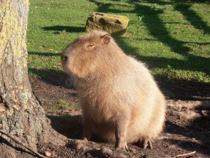Large Capybara with Frightened Look in Its Natural Habitat Stock Photo ...