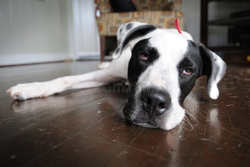 Lazy Dog stock photo. Image of relaxed, relax, peace - 10422184