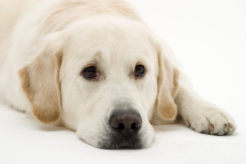 Lazy dog stock image. Image of hound, labrador, furry, snout - 416723