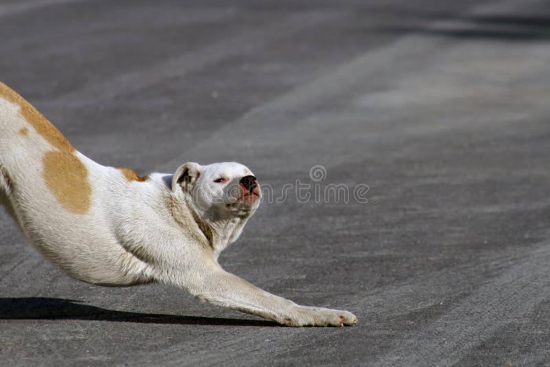 Lazy Dog stock image. Image of animal, pointed, stretching - 7027347