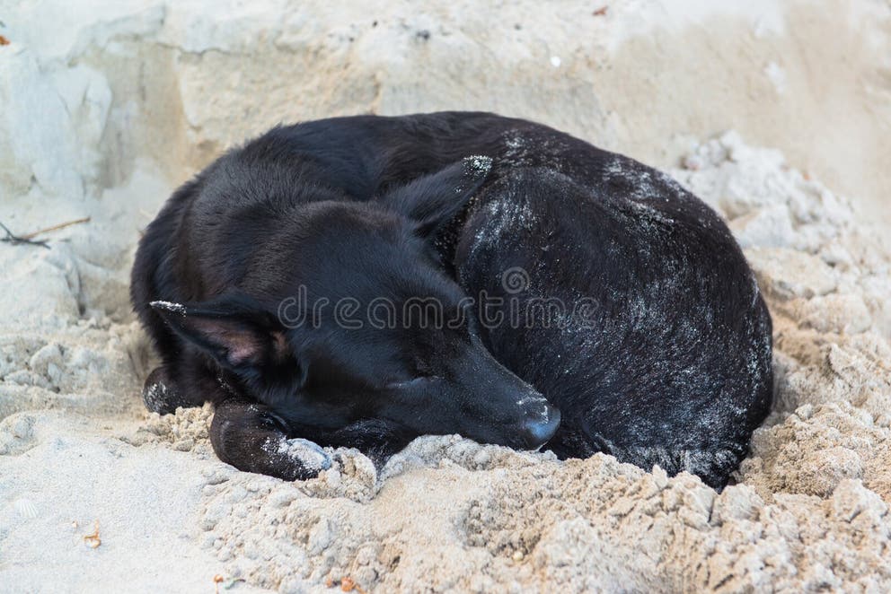 Lazy Dog Sleep on Sand Beach Stock Photo - Image of black, eyes: 32833504