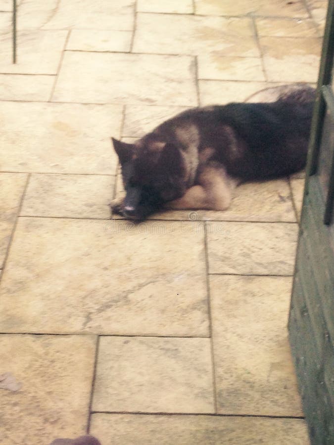 Lazy dog stock photo. Image of lazy, sleeping, aktia - 51765942