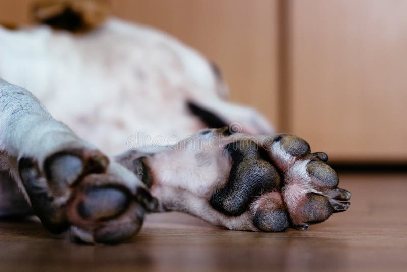 Lazy Dog Sleeping on the Floor Stock Image - Image of living, animal ...