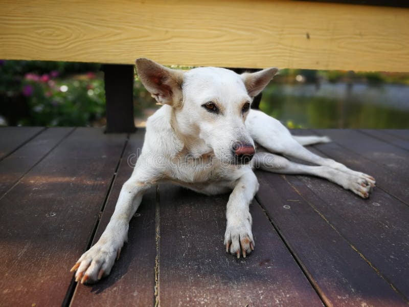 Lazy Dog Sleeping on the Floor Stock Photo - Image of mammal, food ...