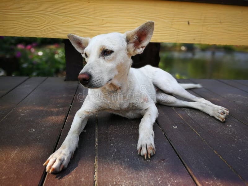 Lazy Dog Sleeping on the Floor Stock Image - Image of male, growth ...