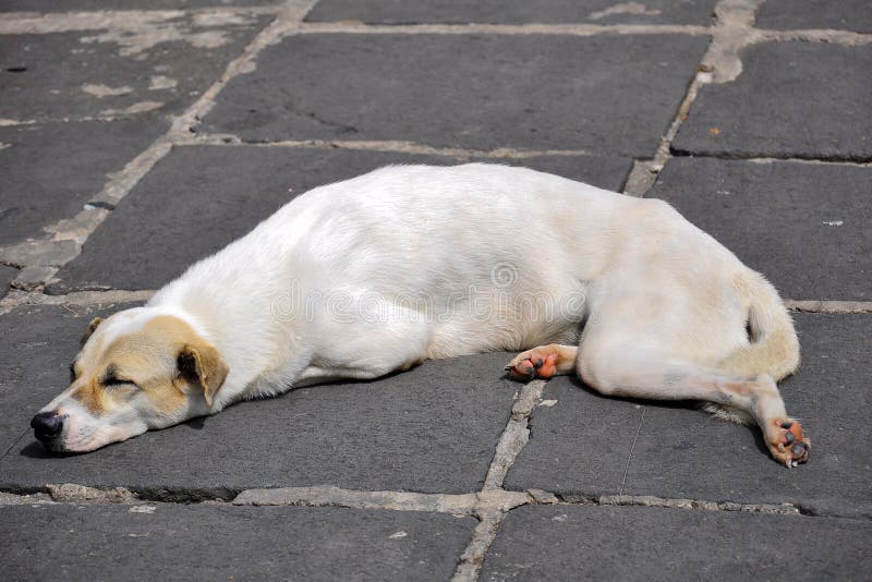 Lazy dog stock image. Image of adorable, white, tired - 58962581