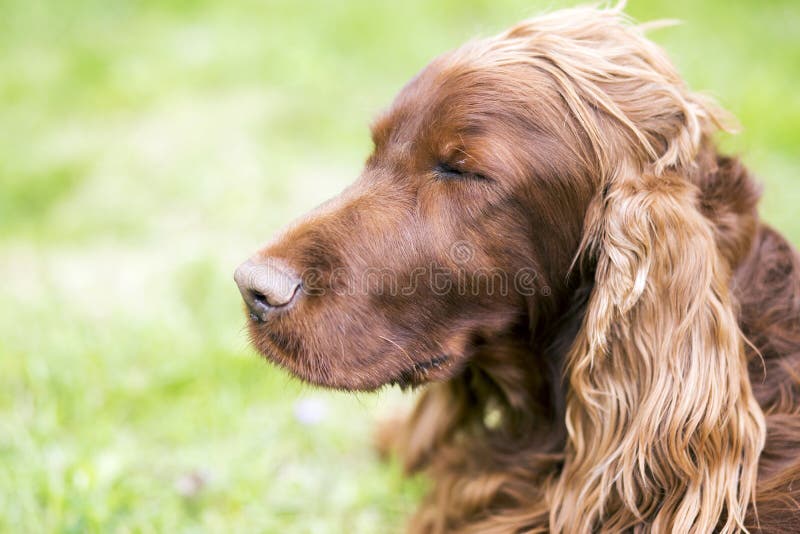 Lazy dog stock image. Image of sweet, tired, irish, head - 57233943
