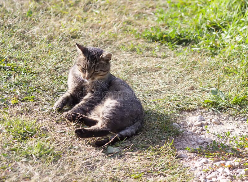 Lazy Domestic Cat Outdoors. Pet Lying on Grass Stock Photo - Image of ...