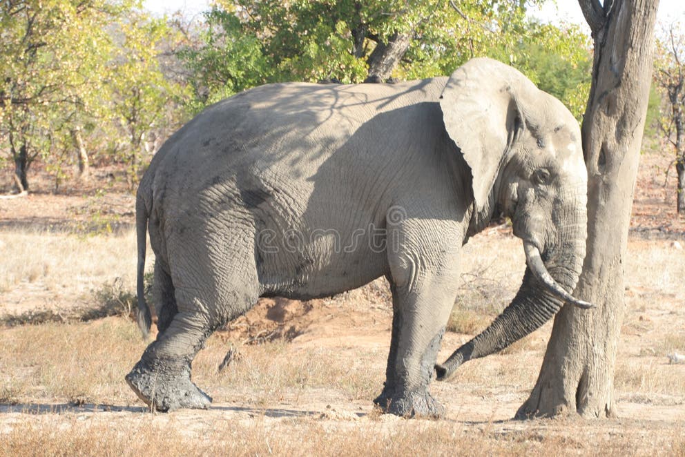 Lazy Elephant stock image. Image of kruger, male, wildlife - 175393