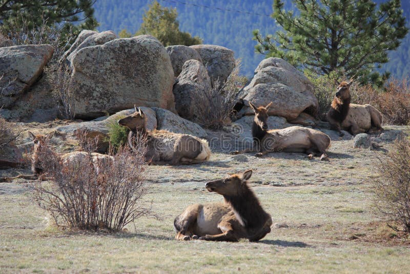 Lazy Elk stock image. Image of fiery, five, mountains - 148276737