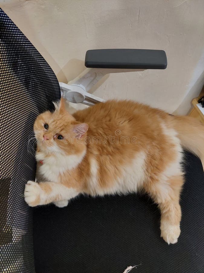 Lazy Fat Cat Sitting on a Work Chair Stock Photo - Image of sitting ...