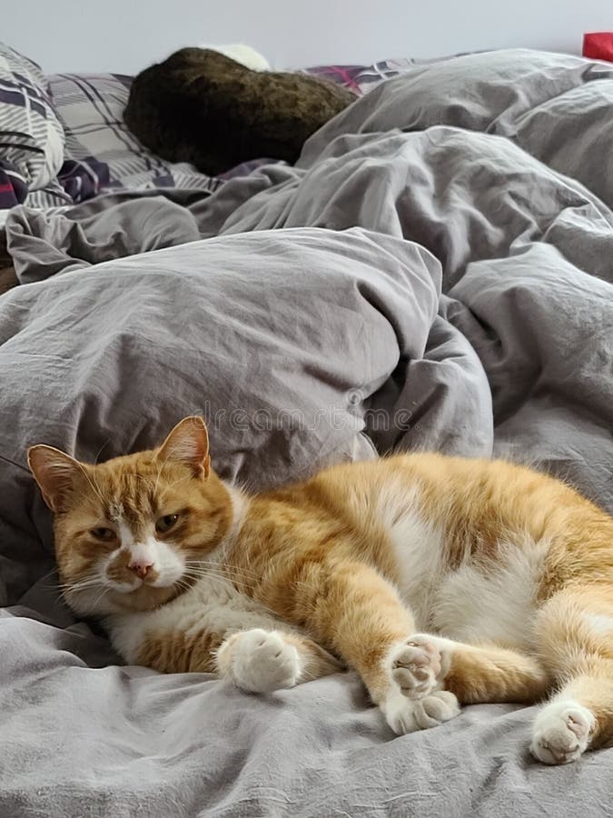 Lazy, Lazy Fat Cats Sleeping on a Winters Day Stock Photo - Image of ...