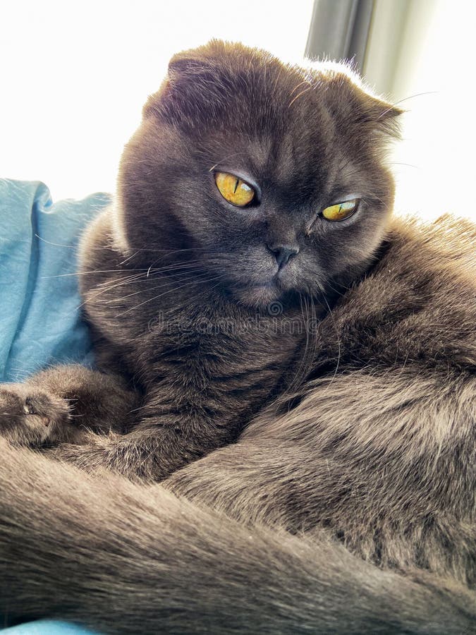 Lazy Fat Grey Cat Scottish Fold on Bed at Home, Relaxed Pet Stock Image ...