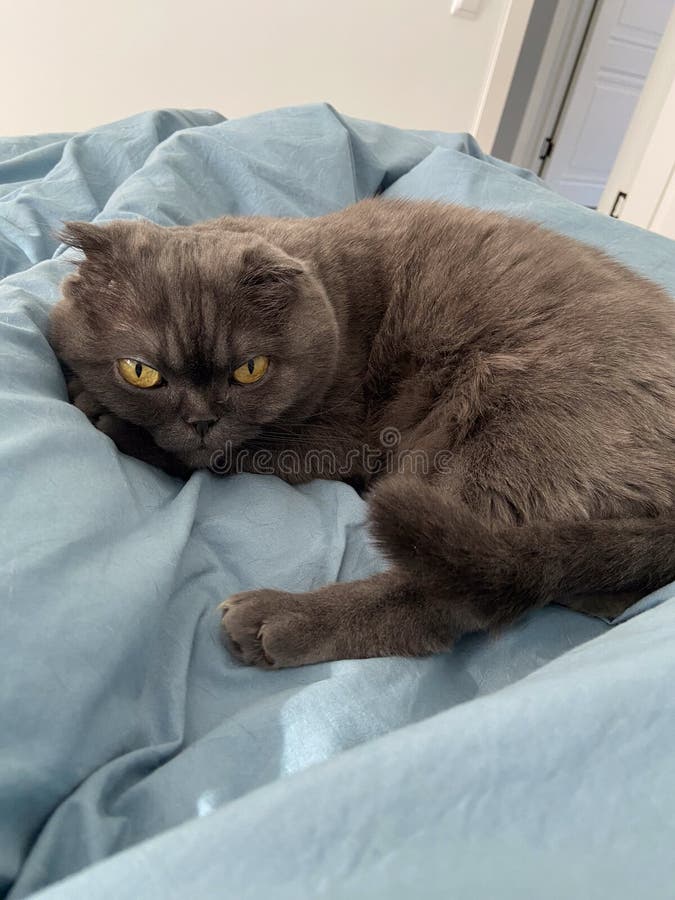 Lazy Fat Grey Cat Scottish Fold on Bed at Home, Relaxed Pet Stock Image ...