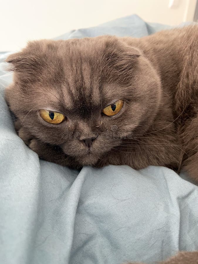 Lazy Fat Grey Cat Scottish Fold on Bed at Home, Relaxed Pet Stock Photo ...