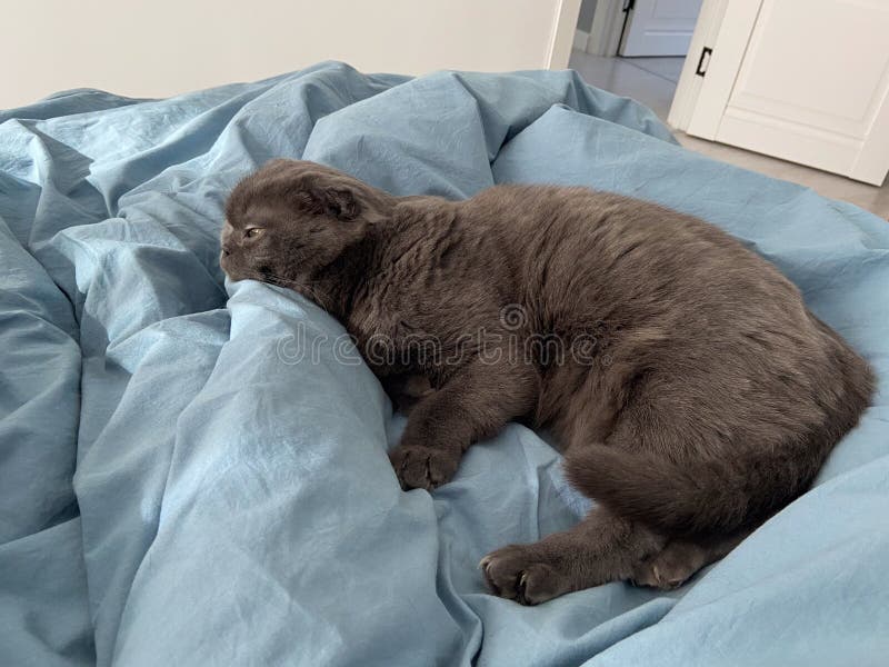 Lazy Fat Grey Cat Scottish Fold on Bed at Home, Relaxed Pet Stock Image ...