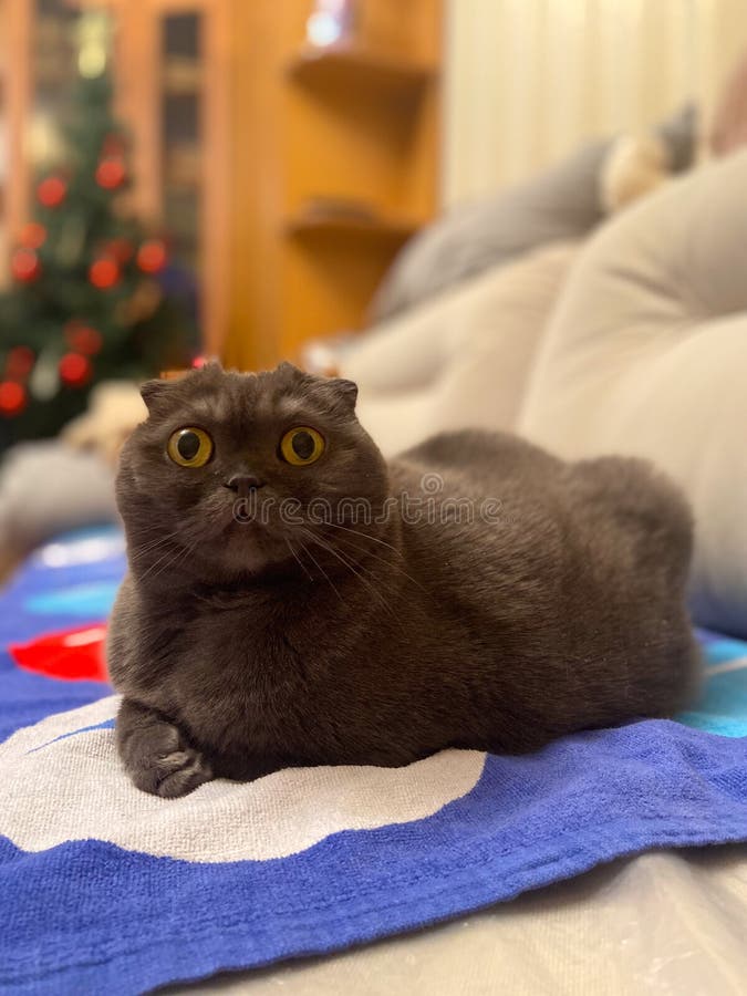 Lazy Fat Grey Cat Scottish Fold on Sofa at Home, Relaxed Pet Stock ...