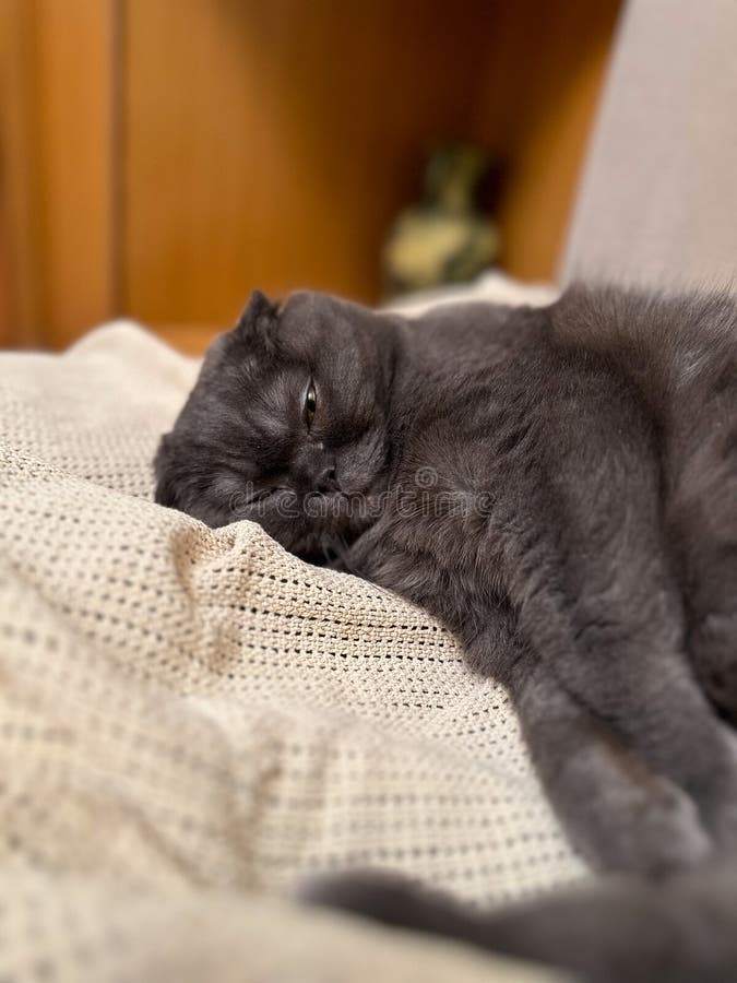 Lazy Fat Grey Cat Scottish Fold on Sofa at Home, Relaxed Pet Stock ...