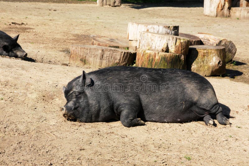 Lazy Pig Stock Photos - Download 539 Royalty Free Photos