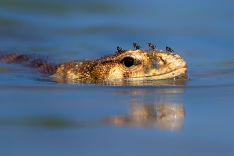 Flies standing by the tree stock photo. Image of ornaments - 110867000