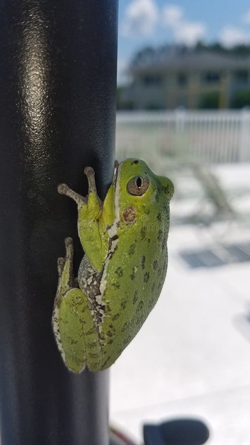 A Lazy Frog Sitting on Glass Stock Photo - Image of frog, nature: 153199658