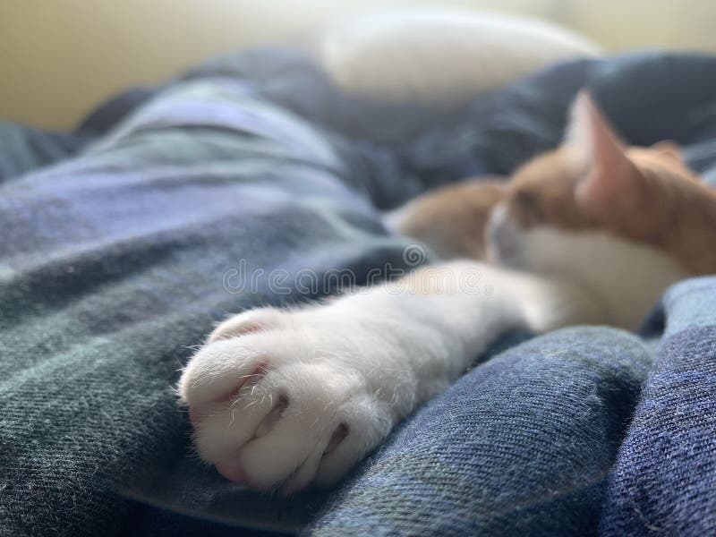 Lazy Ginger Cat Hide in the Blanket Stock Image - Image of afternoon ...