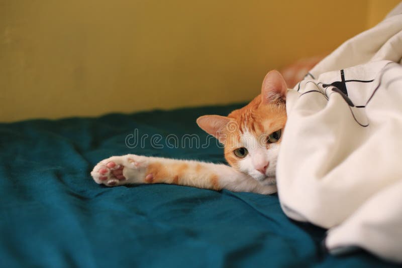 Lazy Ginger Cat Hide in the Blanket Stock Photo - Image of cute, kitten ...