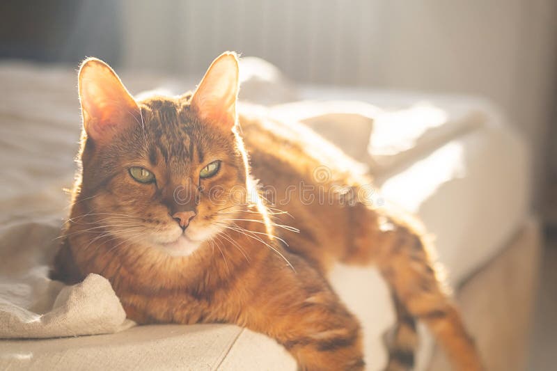 Lazy Ginger Cat Resting in Sunlight Stock Photo - Image of cosy, cuddly ...