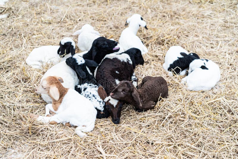 Lazy Goat is Sleepy in the Farm Stall Stock Photo - Image of goatling ...