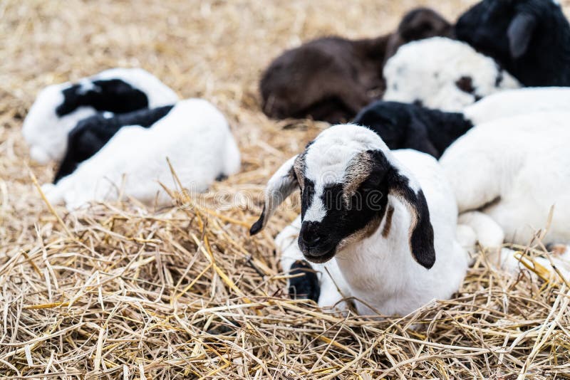 Lazy farm dog stock image. Image of lazy, canine, farm - 168216549