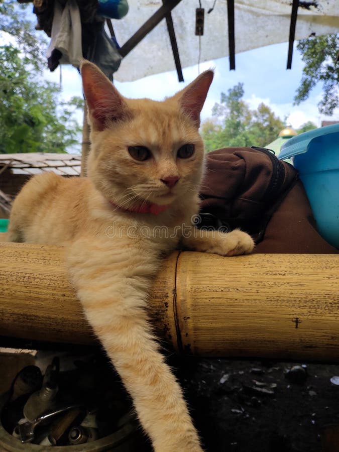 Lazy gold cat stock image. Image of mammal, wildlife - 203429591