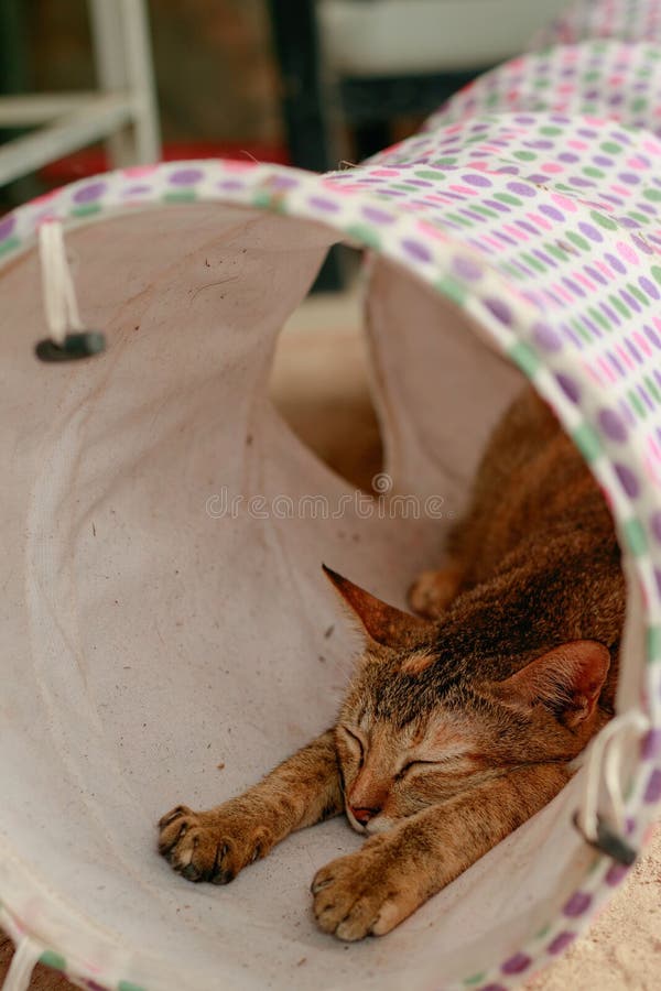 Lazy Grey and White Tabby Cat Peacefully Snoozing while Resting in a ...