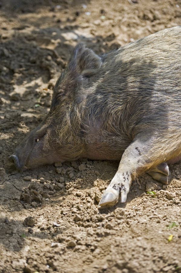 Lazy hog stock photo. Image of male, food, life, bred - 62935482
