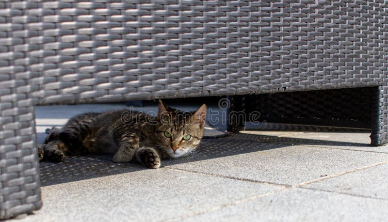 Lazy House Cat Under a Table Stock Image - Image of animal, lazy: 188659279