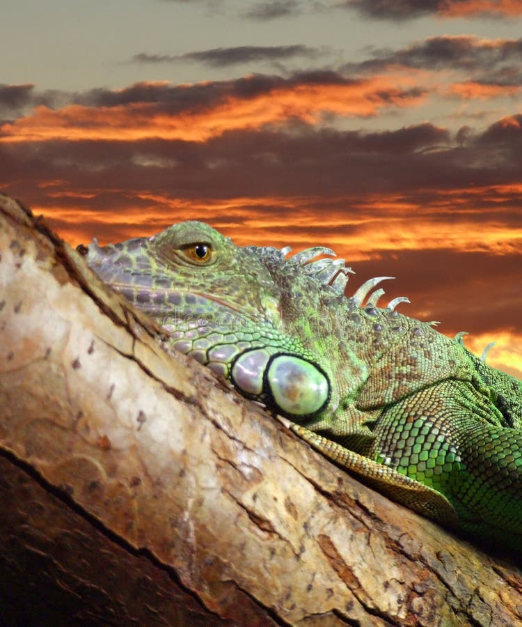 Lazy iguana 02 stock image. Image of macro, green, scale - 5603291