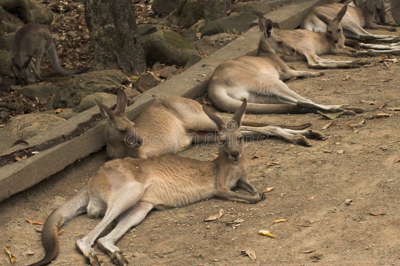 Lazy Kangaroos stock photo. Image of white, lazy, australia - 392870