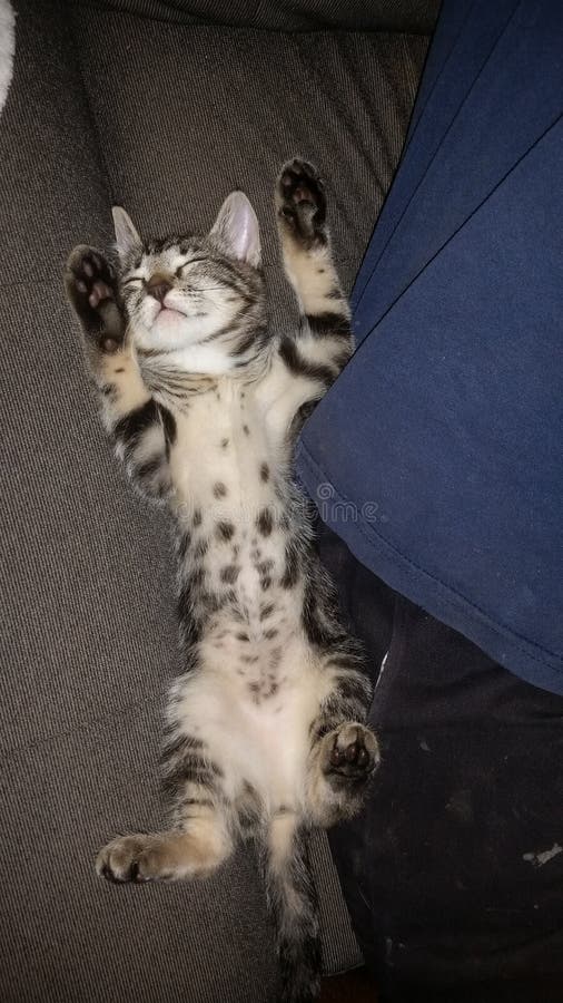 Lazy kitty stock image. Image of break, lazy, tired, taking - 46450505