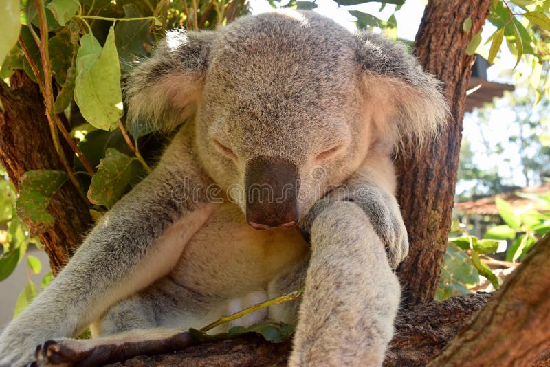 Lazy koala stock photo. Image of australian, laziness - 1994436