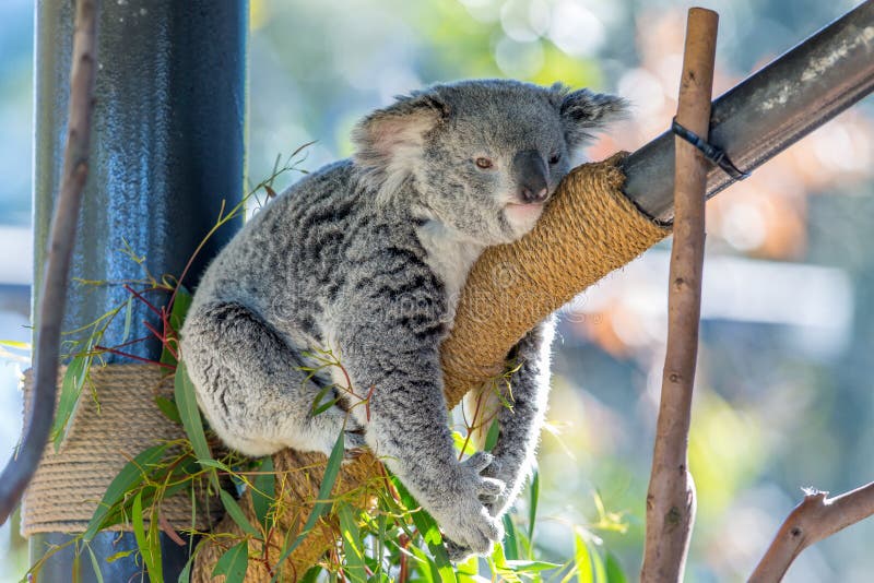 Koala editorial stock photo. Image of outback, lazy - 108993843