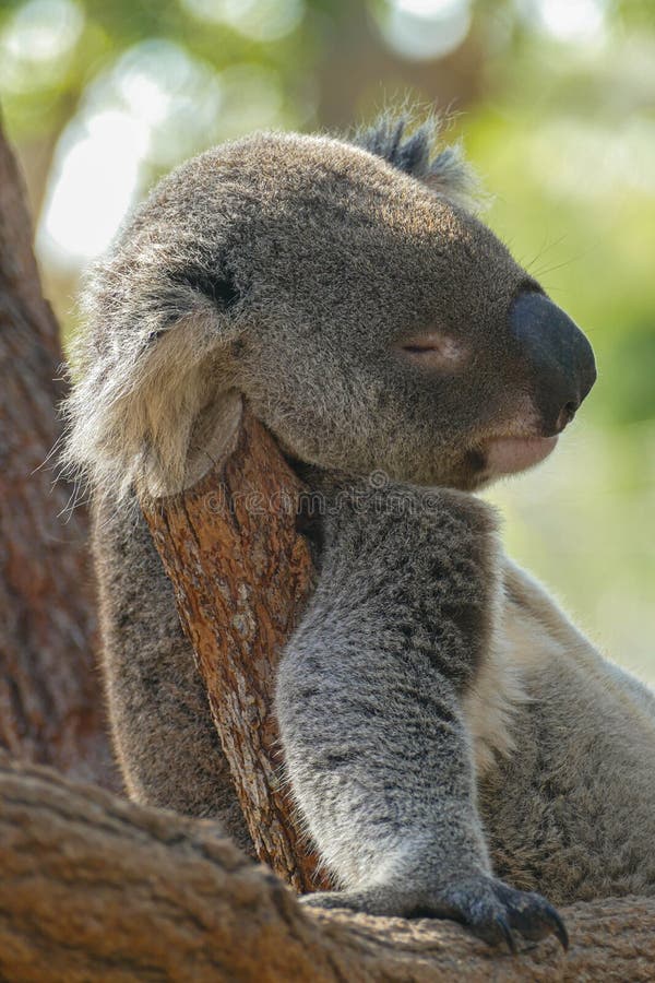 A Lazy Koala Sleeping on a Branch Stock Image - Image of long, falling ...