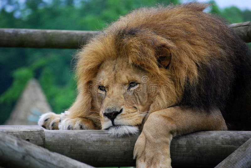 Lazy Lion Picture. Image: 5321630
